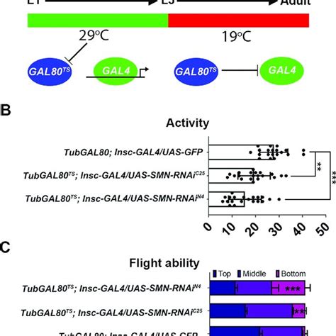 Adult Motor Defects Persist With Developmentally Targeted Download