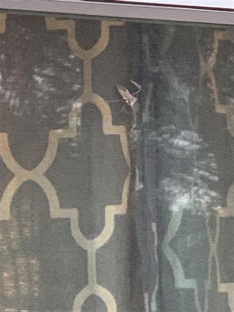 Leaf Footed Or Assassin Bug R Whatsthisbug