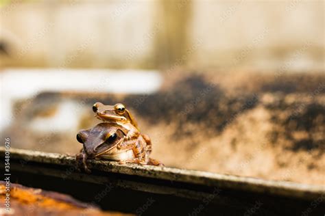 Tree Frogs Are Mating On Floor Common Tree Frog Breeding By The Male Is Hugged On The Female