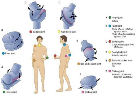 Types Of Joints