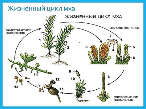 Установите последовательность жизненного цикла мха кукушкина льна фото