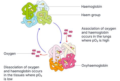 Haemoglobin Aqa A Level Biology