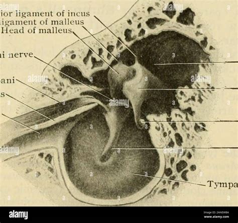 Scutum Temporal Bone