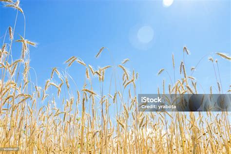 맑은 푸른 하늘을 배경으로 들판에 밀알 밭에서 자라는 농작물 가을 수확 밀 보리 호밀을 배경으로 햇빛과 렌즈 플레어 라이트에서 노랗게 익은 귀 가을에 대한 스톡 사진 및