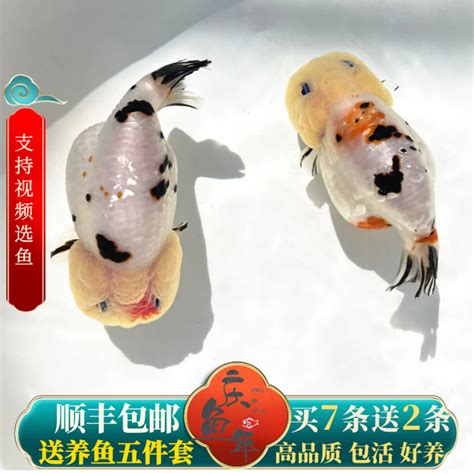 精品兰寿金鱼潘氏奶牛国粹金鱼观赏鱼苗包活好养活鱼高级水墨玉兔虎窝淘