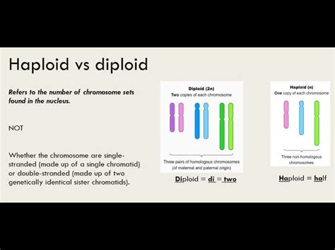 Polyploidy Causes Types And Significance Online Science 54 Off
