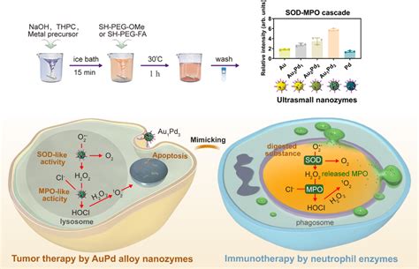 Schematic Illustration Of Ultrasmall Aupd Alloy Nanozymes Mimicking The