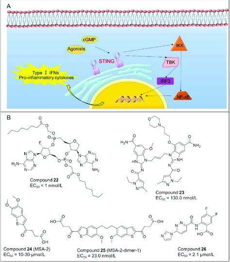 A Overview Of The Sting Signaling Pathway B Chemical Structures Of