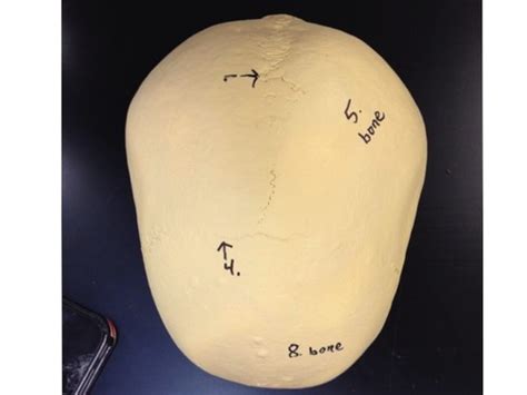 Advanced Anatomy Bone Flashcards Flashcards Quizlet