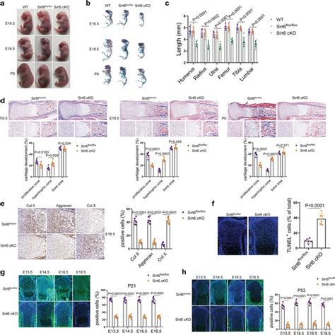 Pdf Sirt6 Attenuates Chondrocyte Senescence And Osteoarthritis