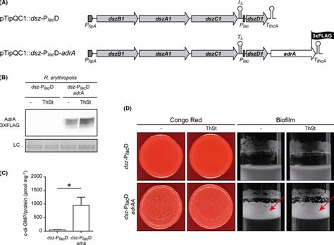 Construction And Analysis Of The Biofilm Formation Capacity Of R Download Scientific Diagram