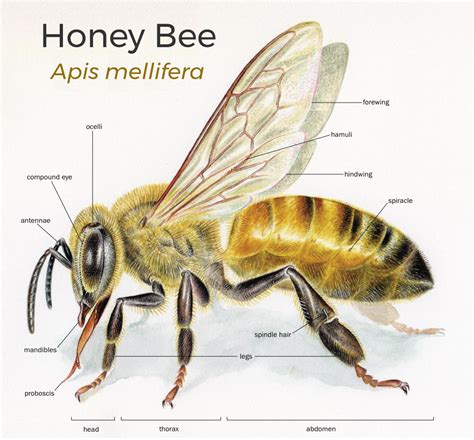 Bee Keeping Resources Angry Bee