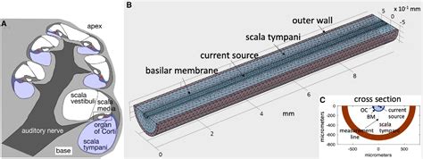 Figure 1 From Model Of Cochlear Microphonic Explores The Tuning And Magnitude Of Hair Cell