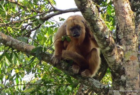 Bugio 28414 Biofaces Bring Nature Closer