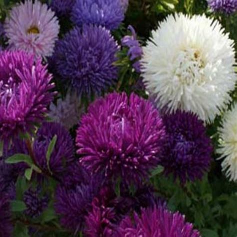 Aster Seed Aster Callistephus Gremlin Flower Seed Mix