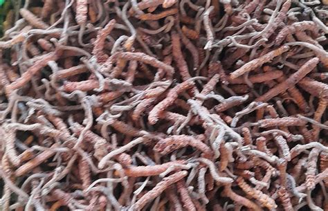 यार्सागुम्बासहित काठमाडौंबाट दुईजना पक्राउ अन्नपूर्ण पोस्ट्