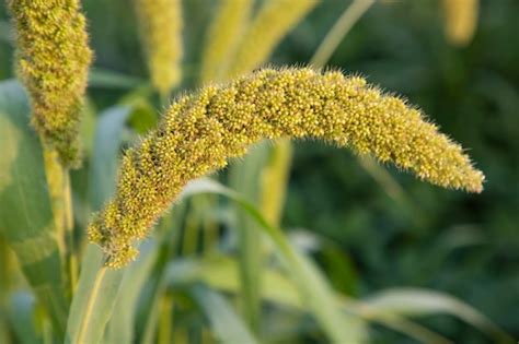 Premium Photo Millet Spicke With Shallow Depth Of Field Selective Focus