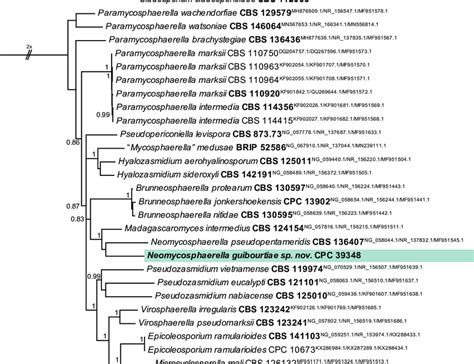 Consensus Phylogram 50 Majority Rule Resulting From A Bayesian Download Scientific Diagram