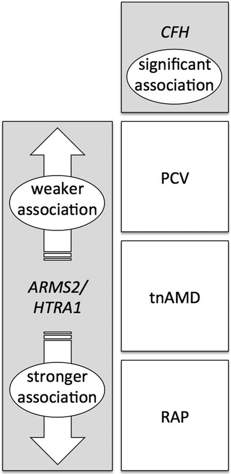 Association Of Cfh And Arms2 Htra1 With Subtypes Of Age Related Macular Download Scientific