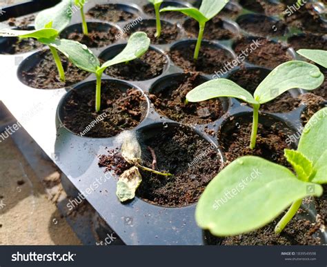 Pythium Images Stock Photos D Objects Vectors Shutterstock