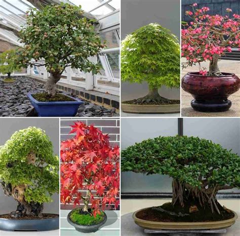 Bonsai Tree Types Bonsai Gardening Bonsai Care Gardening Tips