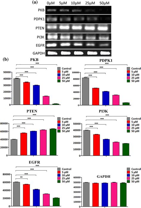 Gene Expression Analysis Of Egfr Pi3k Akt Pathway Proteins And Protein