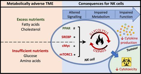 Targeting Signalling To Support Nk Metabolism In The Tme Metabolically