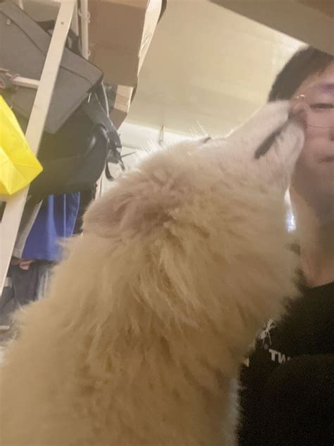 萨摩耶找主人 领养狗狗