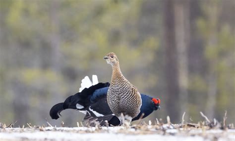 Lekking Season Valokeilassa