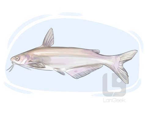 Definition And Meaning Of Catfish Langeek