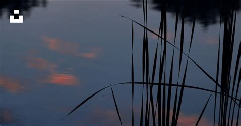 호수의 잔잔한 물에 하늘이 반사됩니다 사진 Unsplash의 무료 식물 이미지