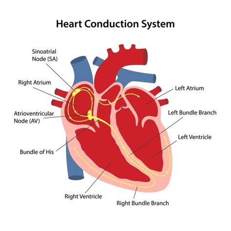 Anatomy Of Heart Conduction System