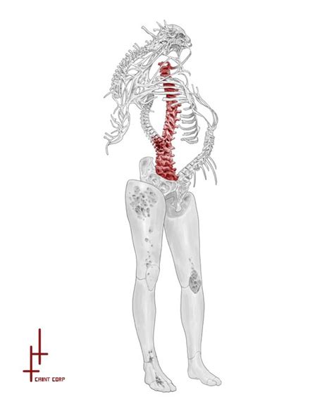「bone Skeleton」 Illustration Imageslatest