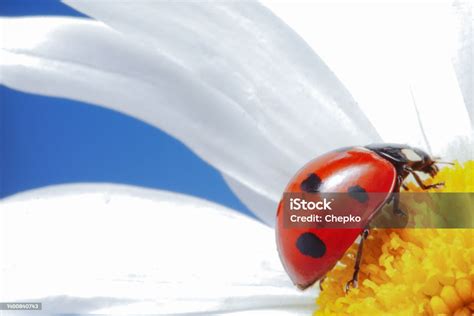 카모마일 꽃에 빨간 무당 벌레 여름에 정원에서 봄에 식물의 줄기에 무당 벌레 섬뜩한 곤충에 대한 스톡 사진 및 기타 이미지 곤충 꽃 식물 날 Istock