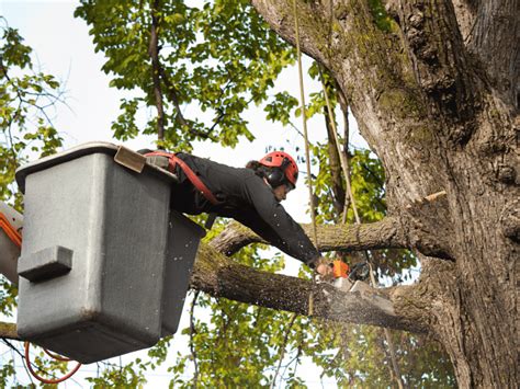 Importance Of Dallas Emergency Tree Service Saving The Day