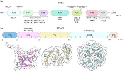 A Domain Structure Of Human Nrf2 There Are Seven Nrf2 Ech Neh