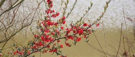 碧瑶探春 海棠 樱花 象征