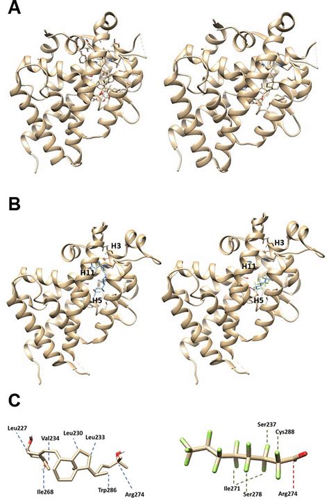 A Danio Rerio Vdr Bound To 125ohd Experimental Complex Is Shown