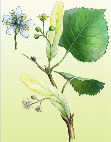 Тема «Семейство Липовые Род Липа