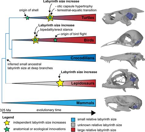 Evolution Of Labyrinth Size In Amniotes Amniote Phylogeny Showing