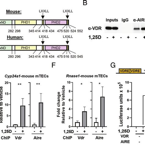 The Vdr And Aire Interact In A 125d Dependent Manner A Domain