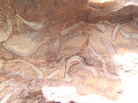 Fossil Worm Burrows Fossil Id The Fossil Forum
