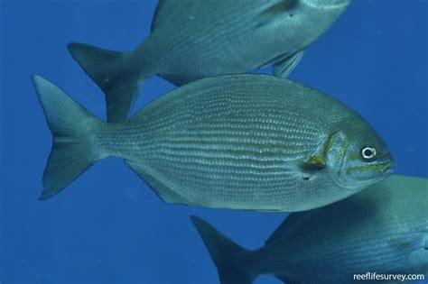 Kyphosus Vaigiensis Brassy Drummer Reef Life Survey