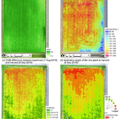 Correlation Between San And Inclination Angle Of The Rice Plants At