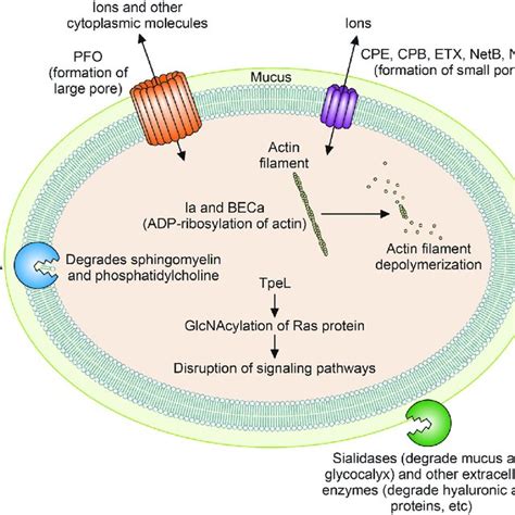 Pdf Pathogenicity And Virulence Of Clostridium Perfringens
