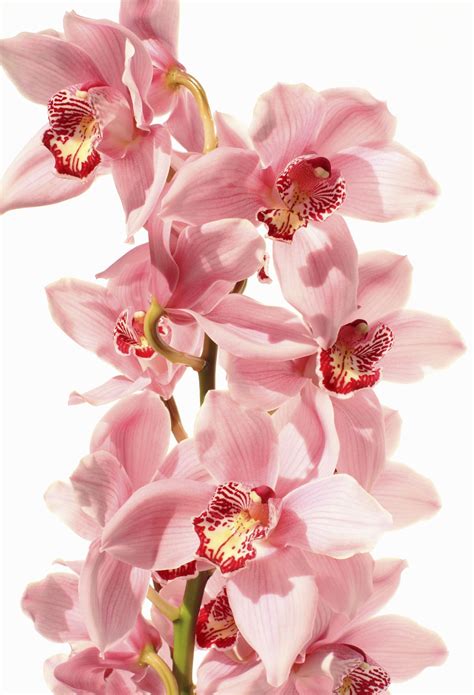 Orchid Fact File Orchid Wallpaper Exotic Orchids Pink Orchids