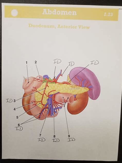 Gi Anatomy 16 Diagram Quizlet