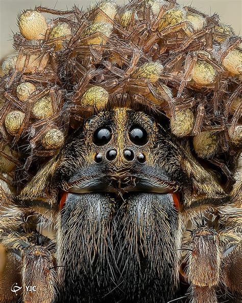 عکس‌های منتخب مسابقه جهانی عکاسی با عنوان حفاظت از طبیعت