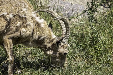 公山羊