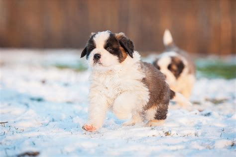 Saint Bernard Growth Chart How Big Will This Puppy Grow